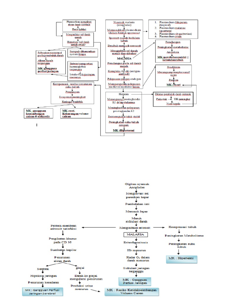 Pathway Malaria Cerebral | PDF