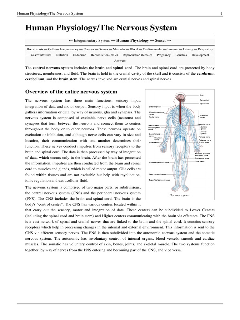 Nervous System | PDF