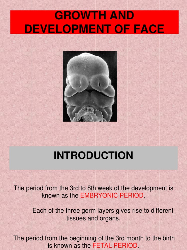 Development of The Face | PDF | Human Anatomy | Animal Anatomy