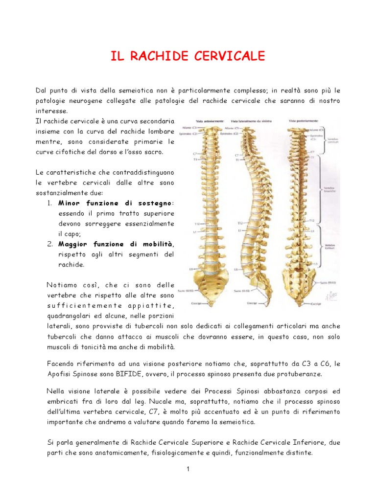 Anatomia Cervicale | PDF