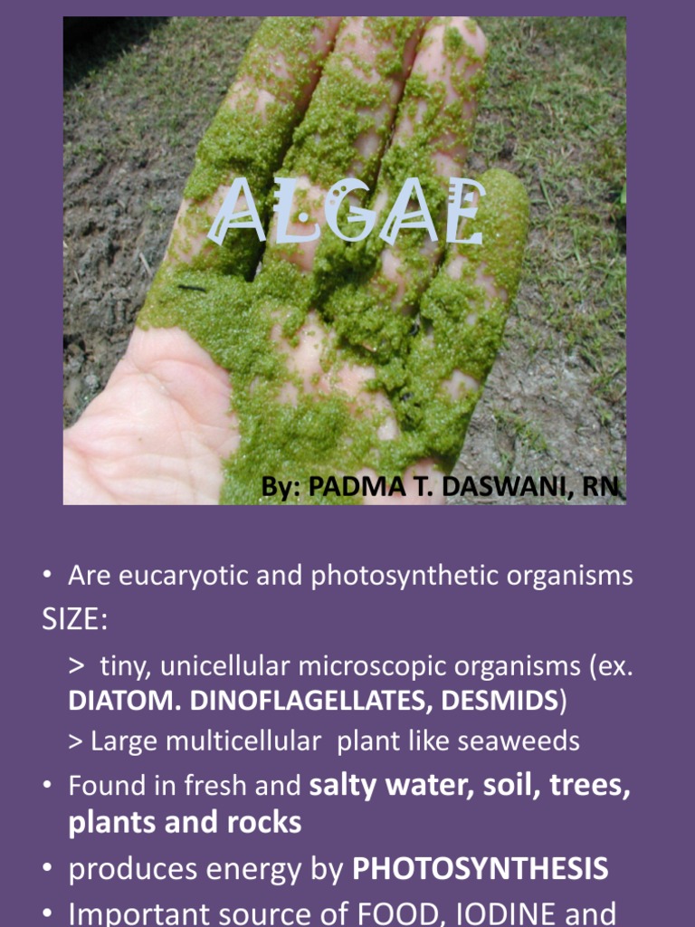 Algae, Protozoa and Fungi | PDF | Algae | Protozoa