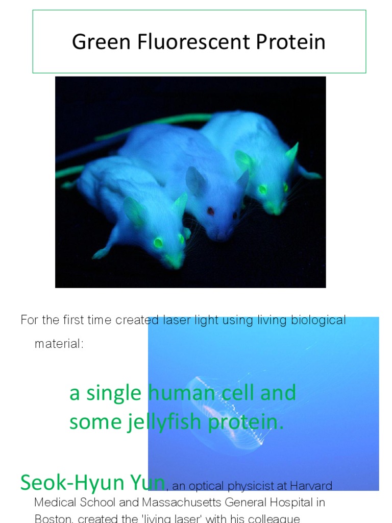 Green Fluorescent Protein | PDF | Green Fluorescent Protein | Laser