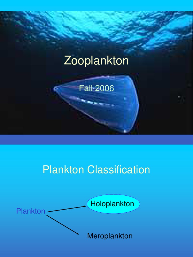 Pyrosomas in Zooplankton Ecology | PDF | Plankton | Filtration