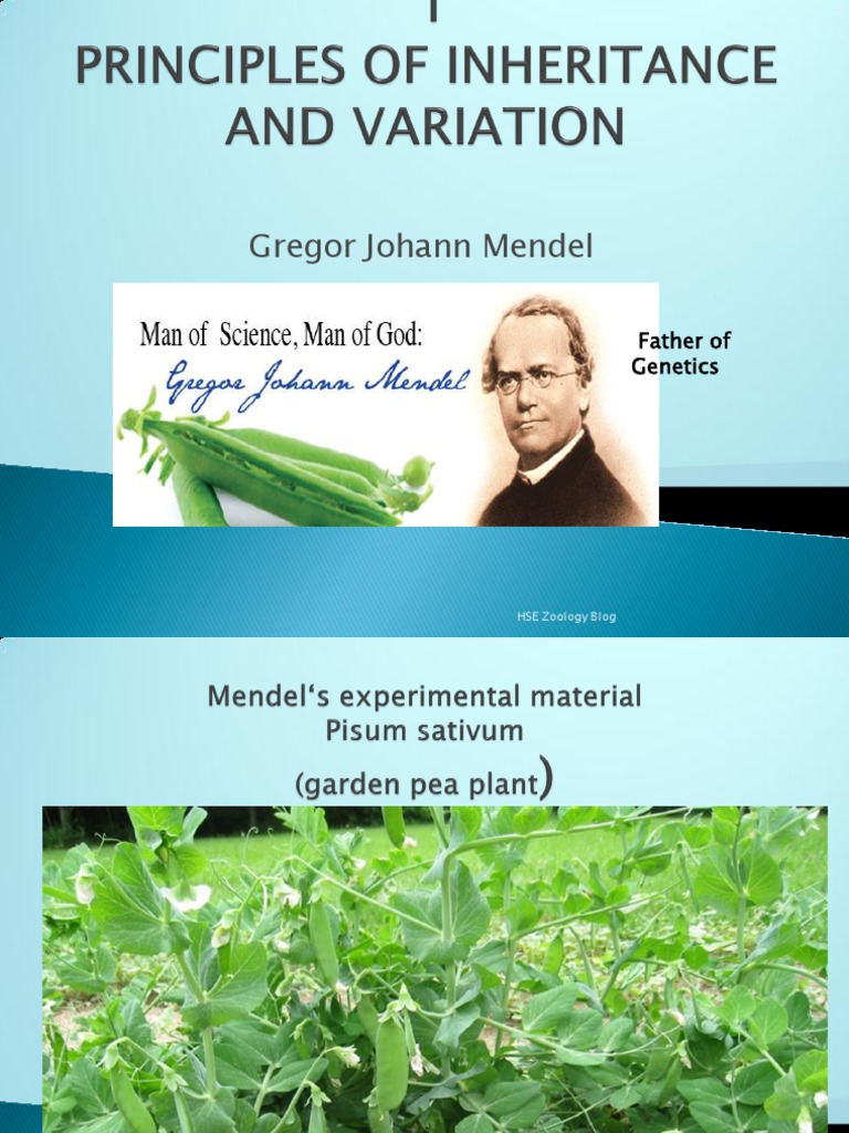 Principles of Inheritance and Variation | PDF | Zygosity | Allele