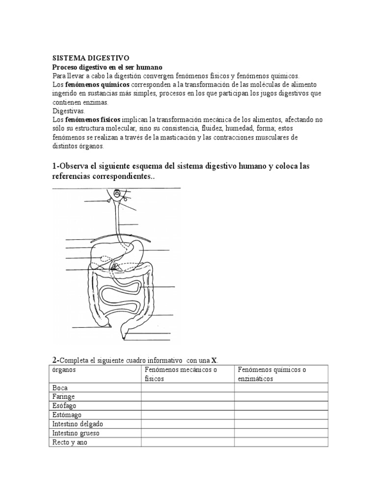 Sistema Digestivo - Actividades | PDF | Digestión | Diente humano
