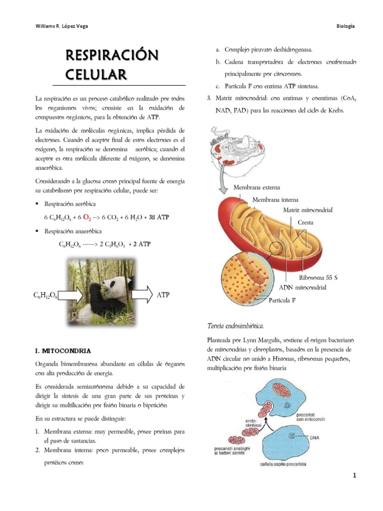 Respiración Celular