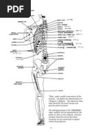 Chapman Points Table PDF | PDF | Anatomical Terms Of Location | Human ...