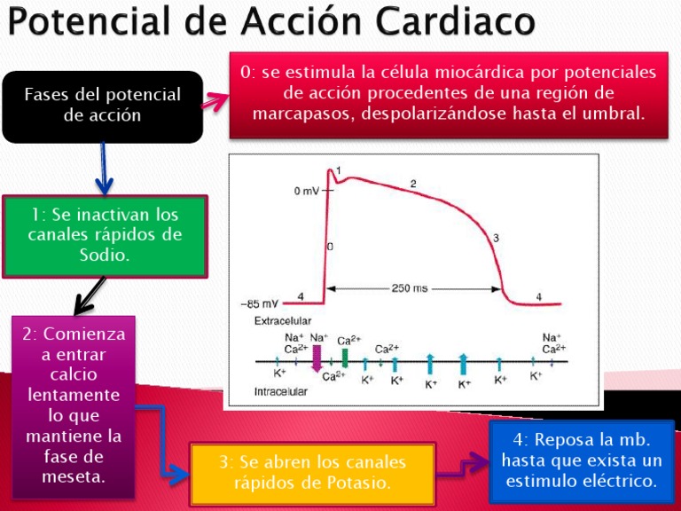 Diagrama De Potencial De Acción Miocárdico