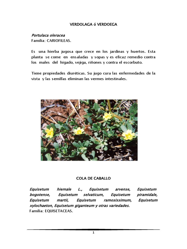 Tipos de Malezas | PDF | Plantas | Horticultura y jardinería