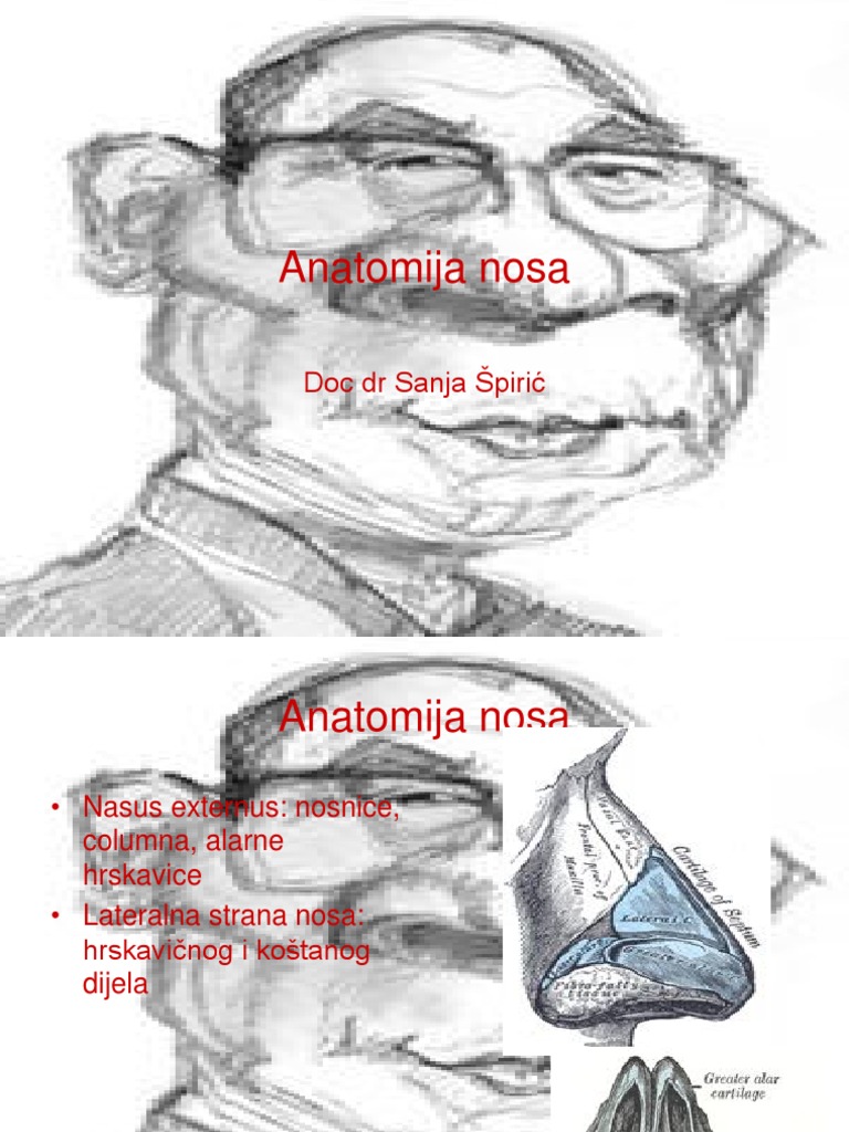 Anatomija Nosa | PDF