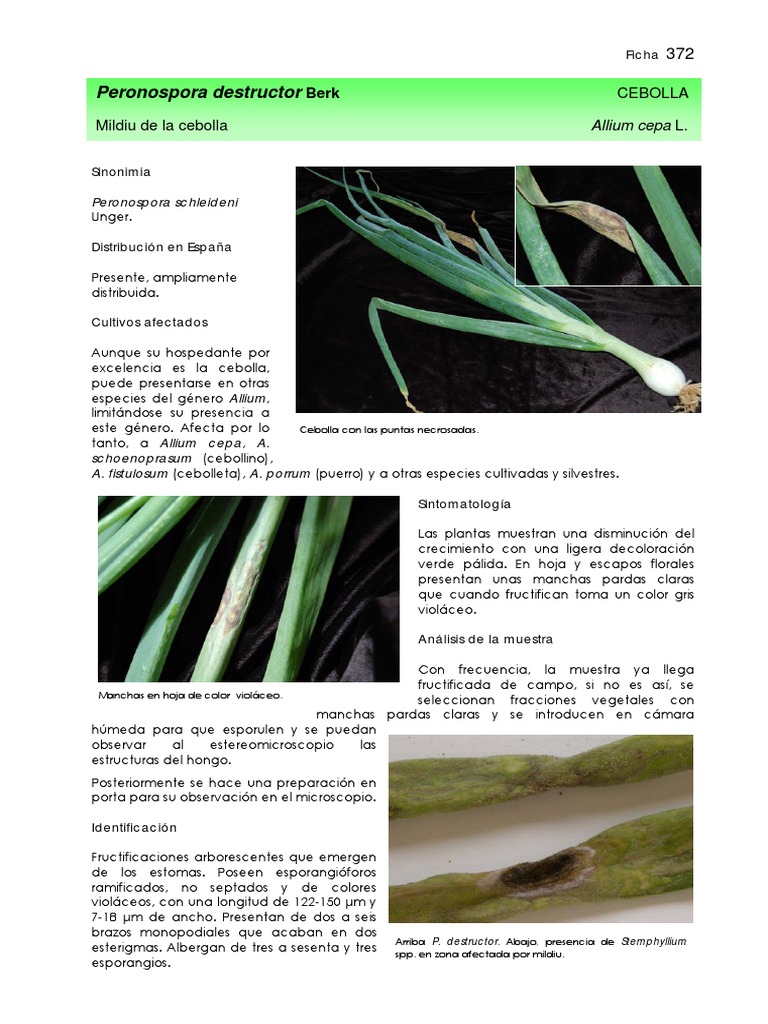 Peronospora Destructor | PDF | Cebolla | Morfología Vegetal