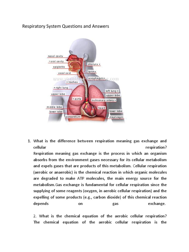 Respiratory System Questions and Answers Bios | PDF | Cellular ...