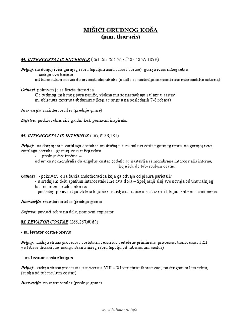 Misici Grudnog Kosa | PDF