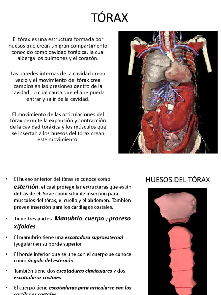 Anatomia TORAX 1 | Tórax | Respiración