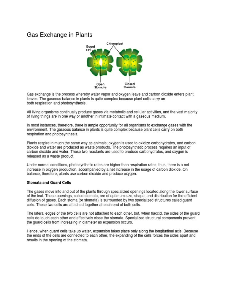 Gas Exchange in Plants | PDF | Stoma | Photosynthesis