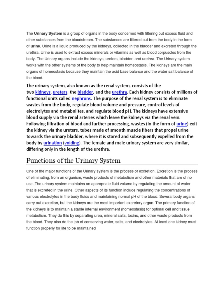 Functions of The Urinary System: Kidneys Ureters Bladder Urethra ...