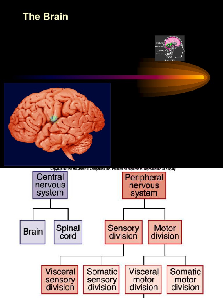 Brain | Brainstem | Neurobiology