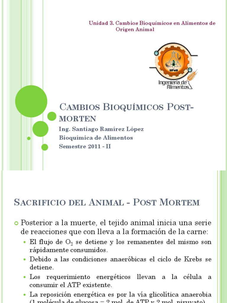 Cambios Bioquímicos Postmortem | PDF | Glucólisis | Ácido láctico