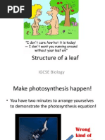 Starch Presence Test in Leaves Lab Report | PDF | Leaf | Photosynthesis