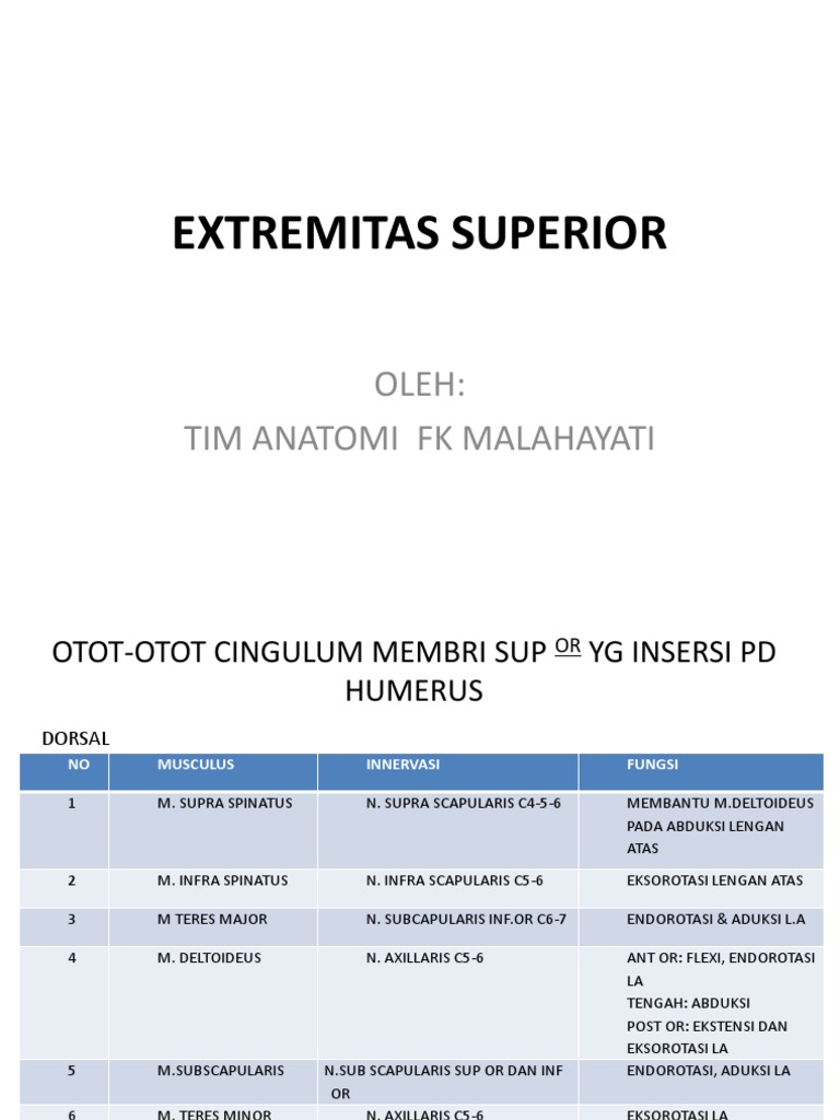 Anatomi Extremitas Superior | PDF