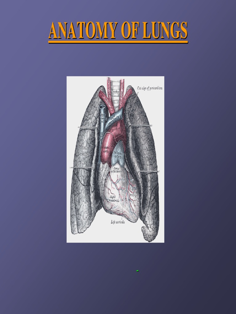 lungs pdf | Lung | Thorax (Human Anatomy)