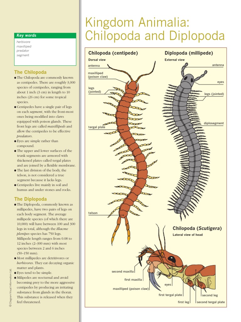 SVRbio118-Chilopoda and Diplopoda | PDF