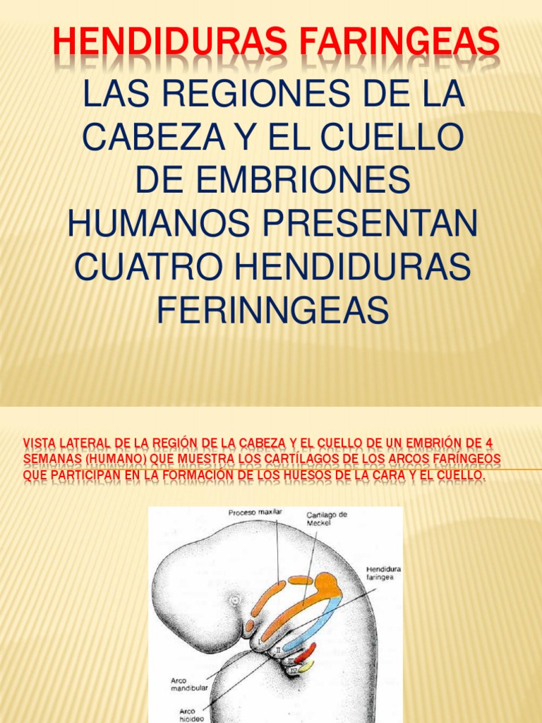 HENDIDURAS FARINGEAS