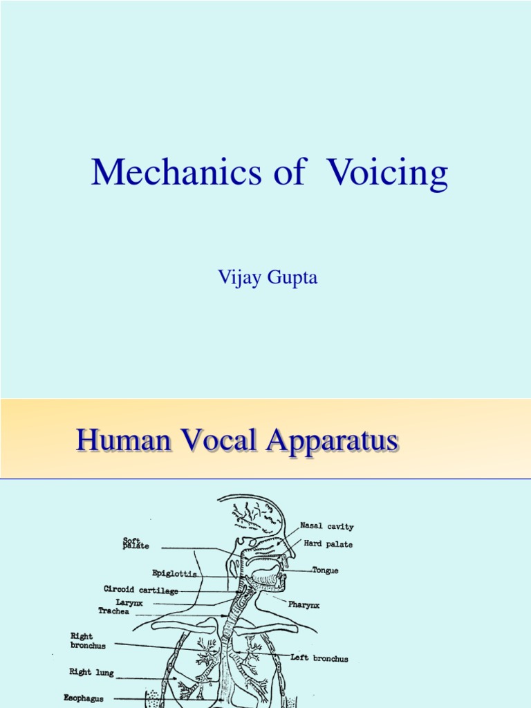 Vocal Cords and Voicing | PDF