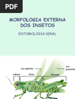 Anatomia Externa dos Insetos: Estruturas e Funções | PDF | Insetos | Mosca