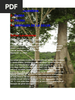 Flora y Fauna de Centroamérica | PDF | Américas | Selva