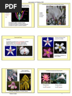 Tipos de Androceo en Flores | PDF