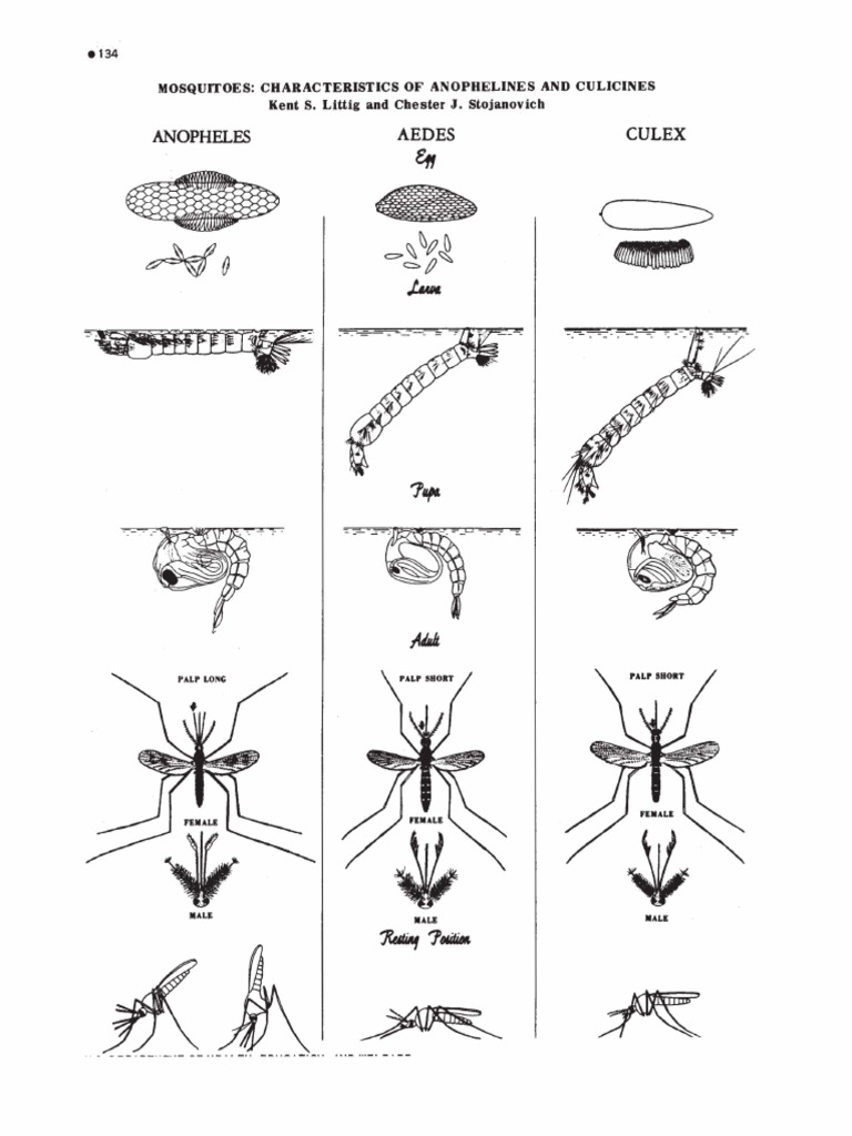 Anopheles: Aedes Culex | PDF