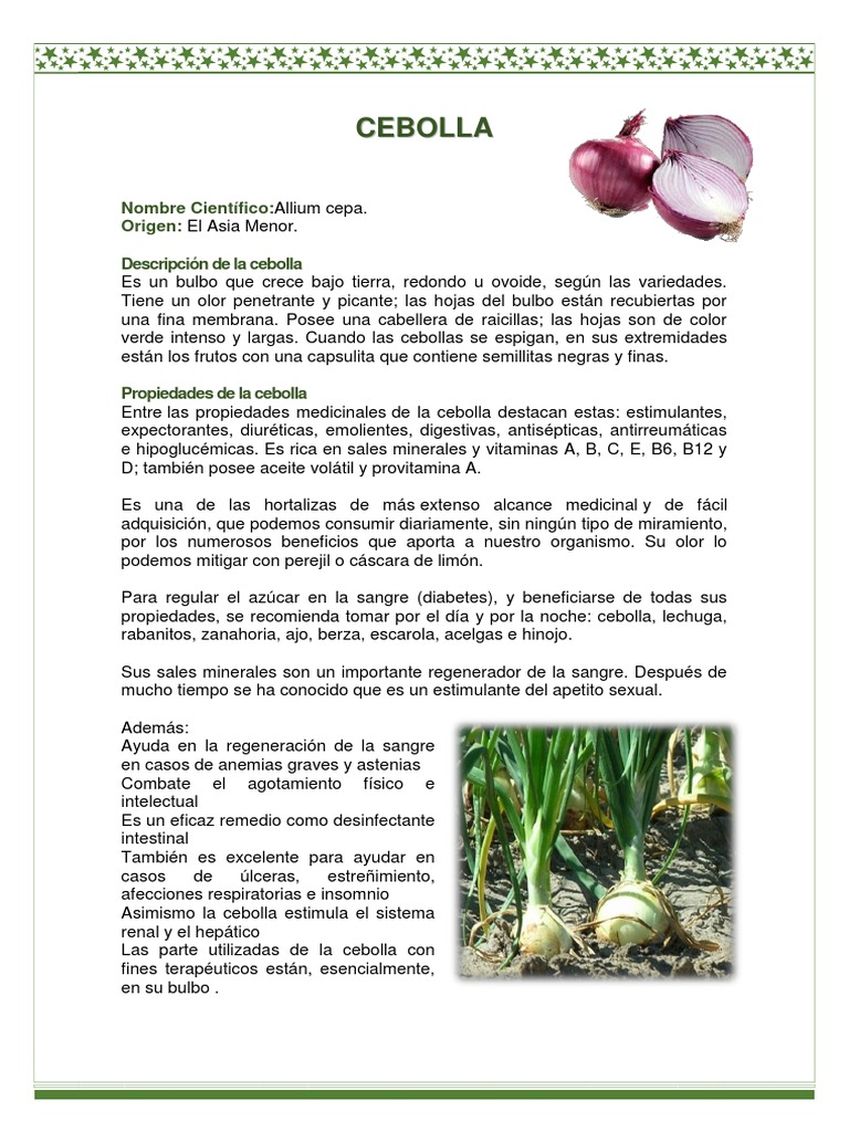 CEBOLLA | PDF | Cebolla | Fruta lima)