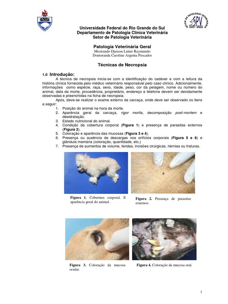 Manual de Necrópsia Com Fotos | Formaldeído | Coração