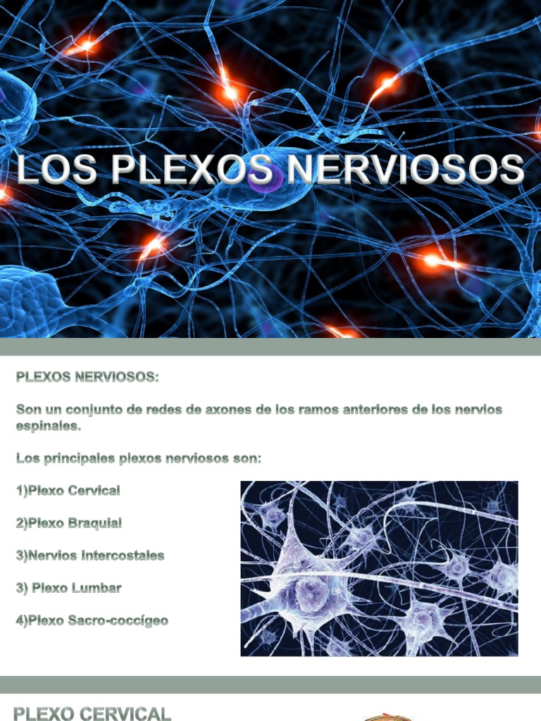 Plexos Nerviosos | PDF | Pelvis | Sistema musculoesquelético