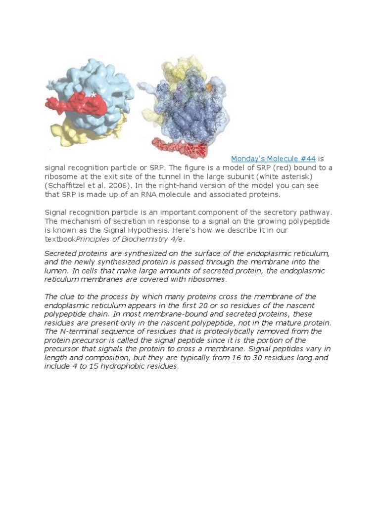 Signal hypothesis | Ribosome | Translation (Biology) | Free 30-day ...