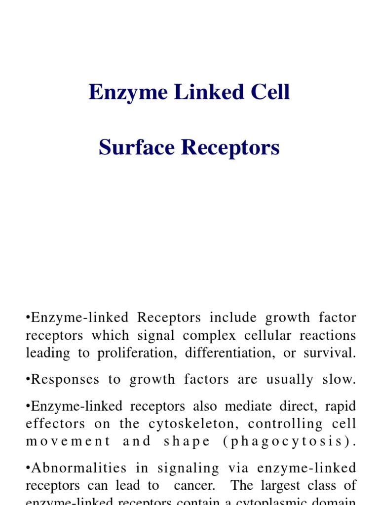 Enzyme-Linked Receptors Overview | PDF | Protein Kinase | Mitogen ...