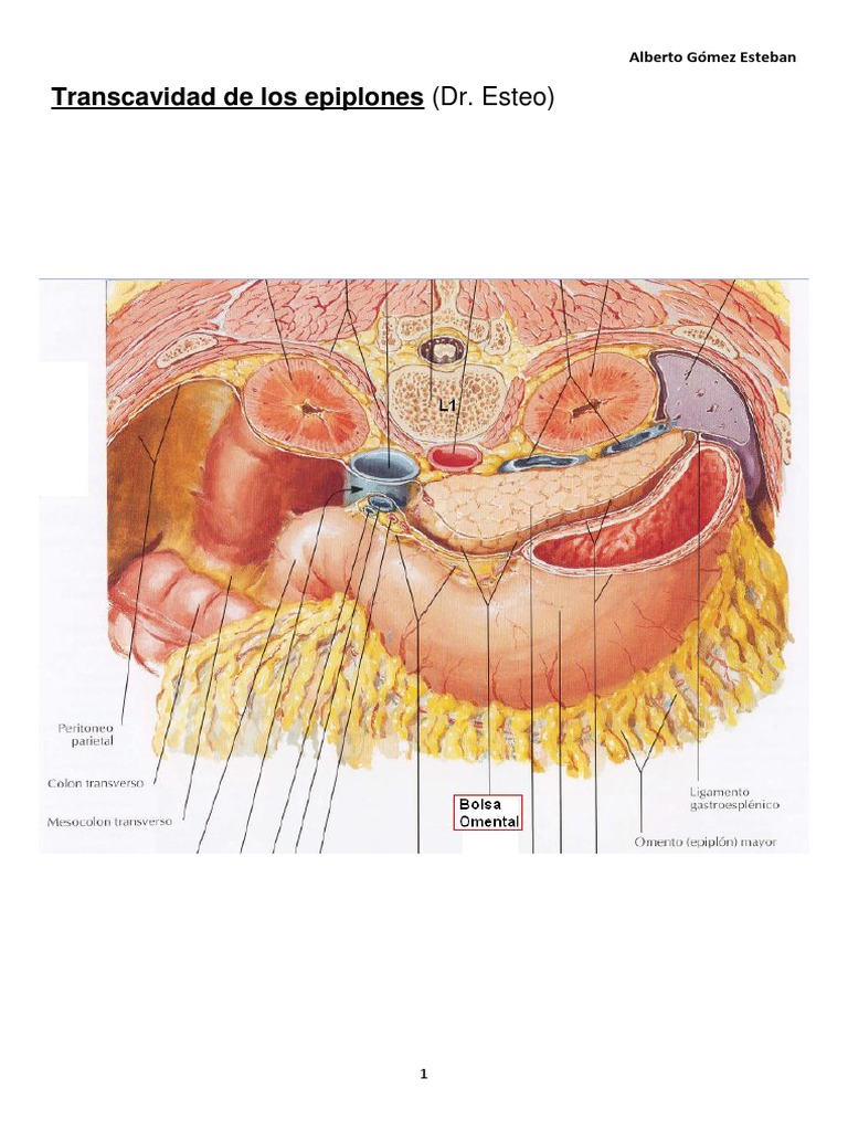 03-30 Transcavidad Epiplones | Estómago | Abdomen