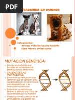 TRICOGRAMA | PDF | Pelo | Perros
