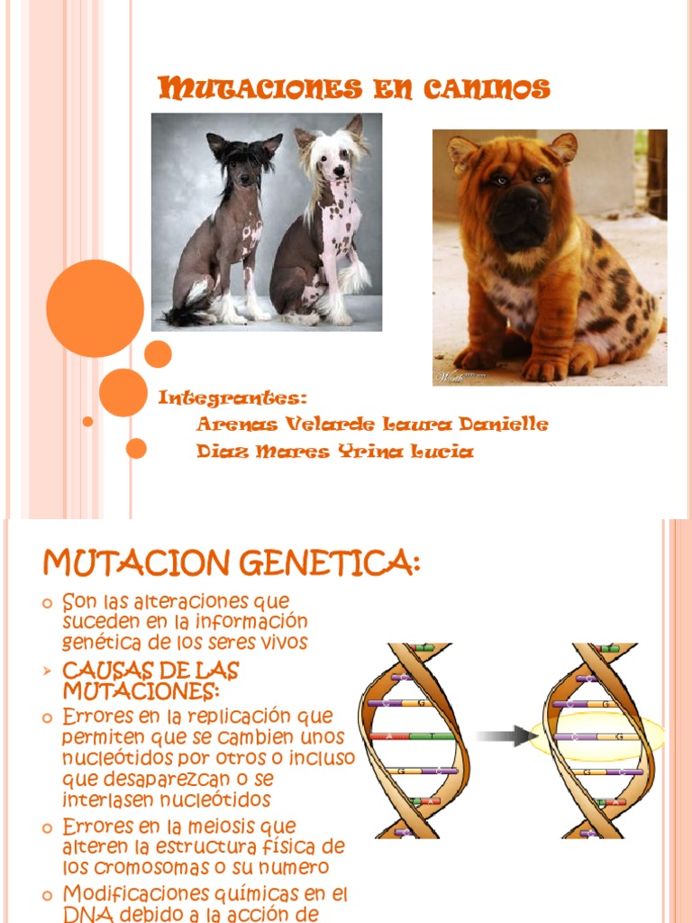 Mutaciones Genéticas en Perros | PDF | Trastorno genético | Mutación