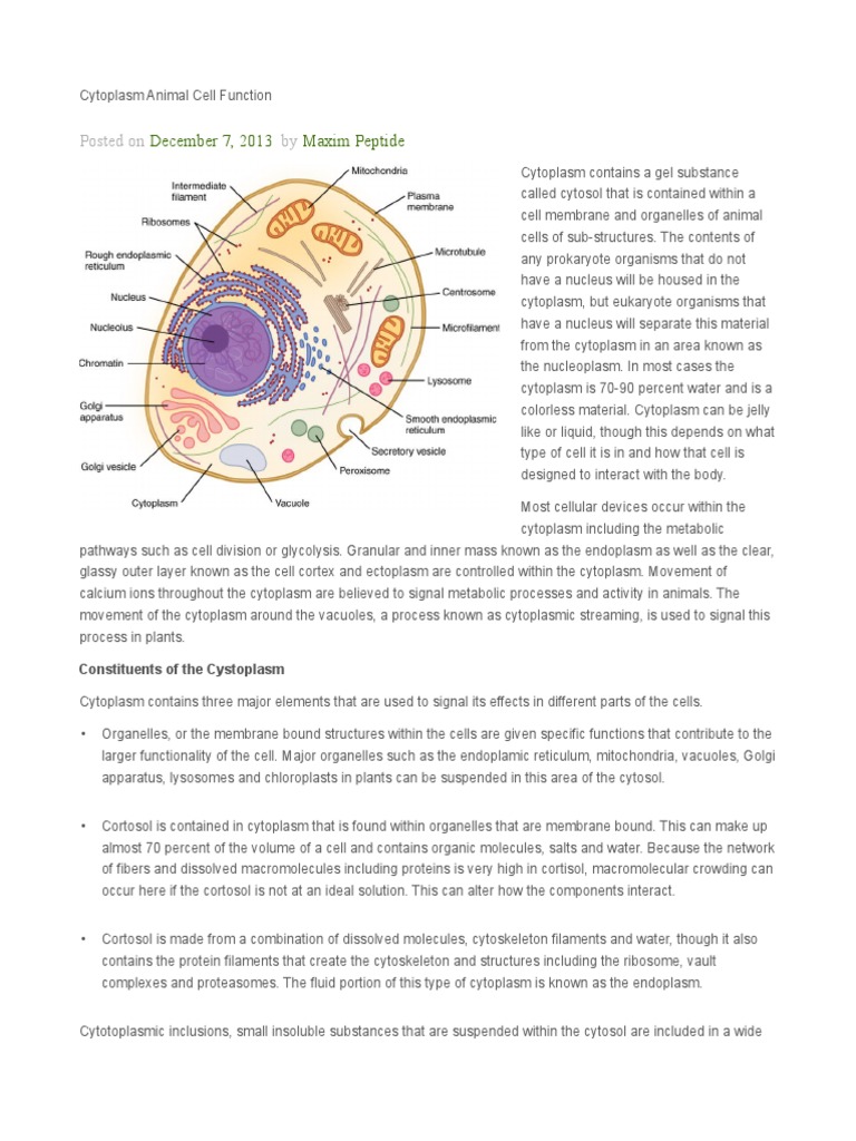 Cytoplasm Animal Cell Function | Cytoplasm | Cytosol