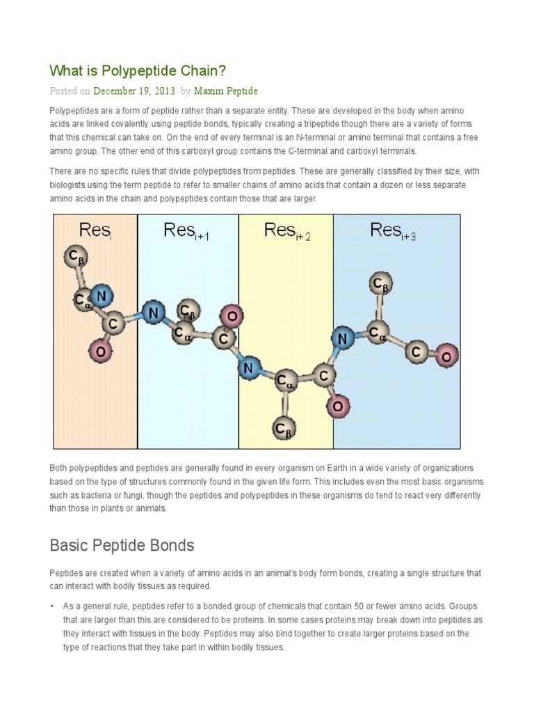 What Is Polypeptide Chain | PDF | Peptide | Proteins