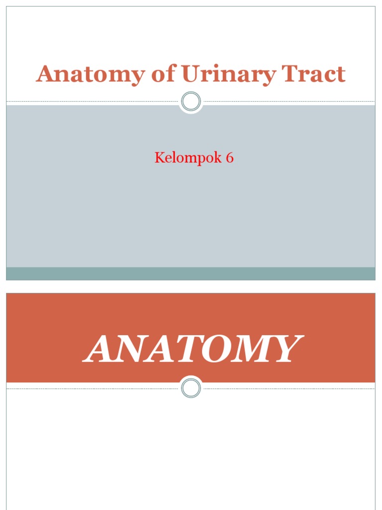 Anatomy of Urinary Tract Baru | PDF | Kidney | Anatomical Terms Of Location