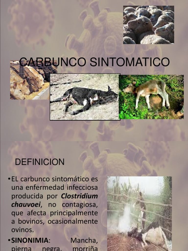 CARBUNCO SINTOMATICO | Ántrax | Vacunas