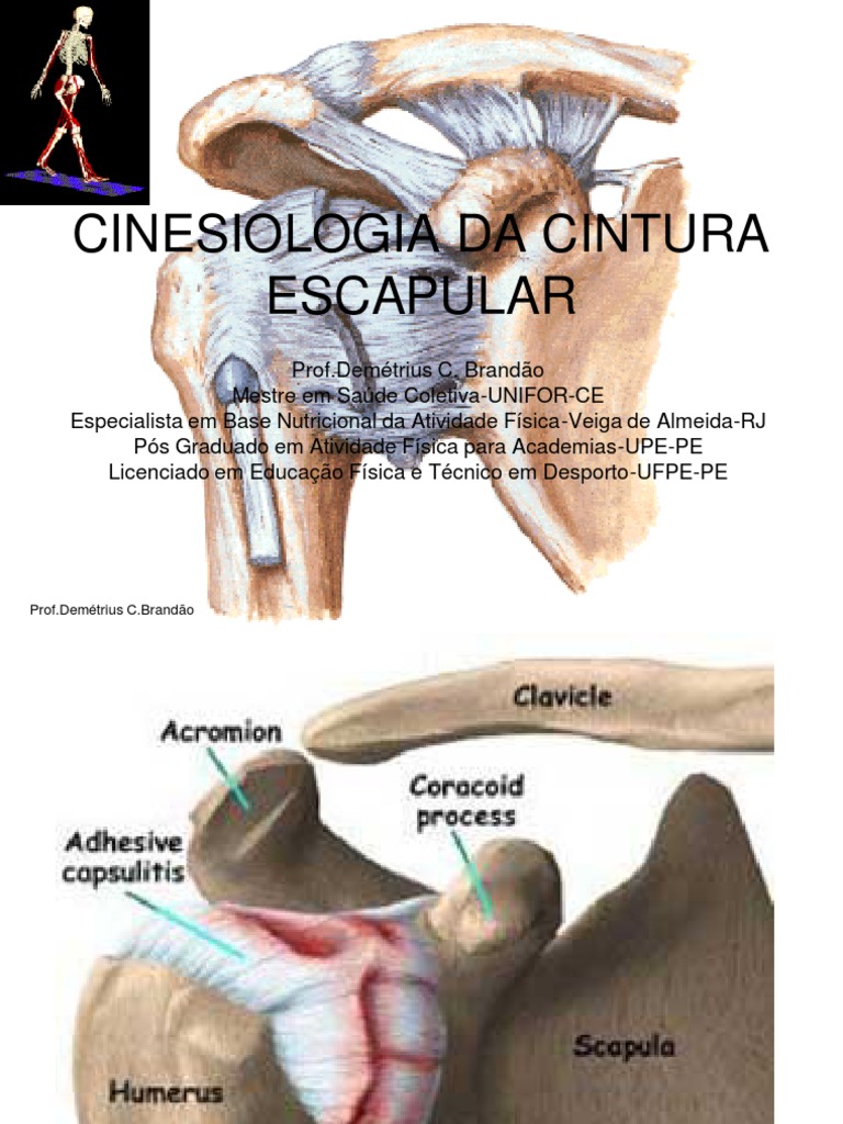 06 - Cinesiologia Da Cintura Escapular | PDF | Coluna vertebral ...