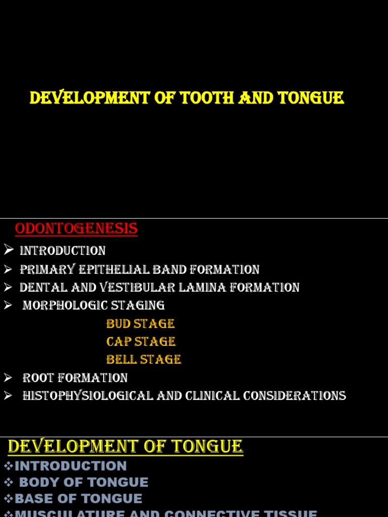 Tooth Development and Histophysiology | PDF | Tongue | Epithelium