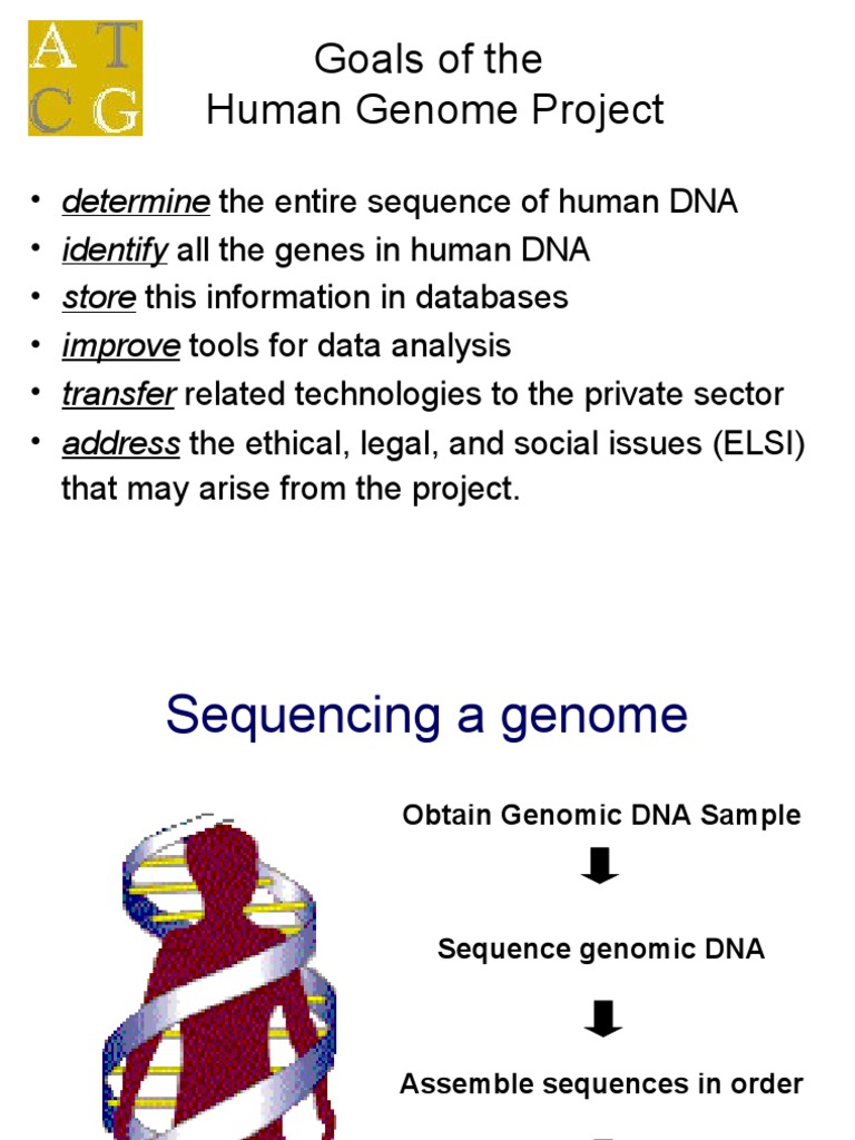 Lecture 12 Human Genome Project | Download Free PDF | Dna Sequencing ...