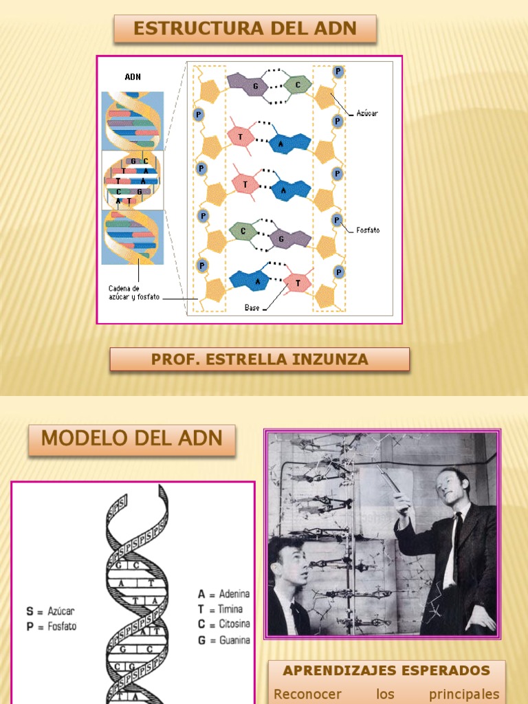 Estructura Del Adn | PDF | Replicación De Adn | Adn