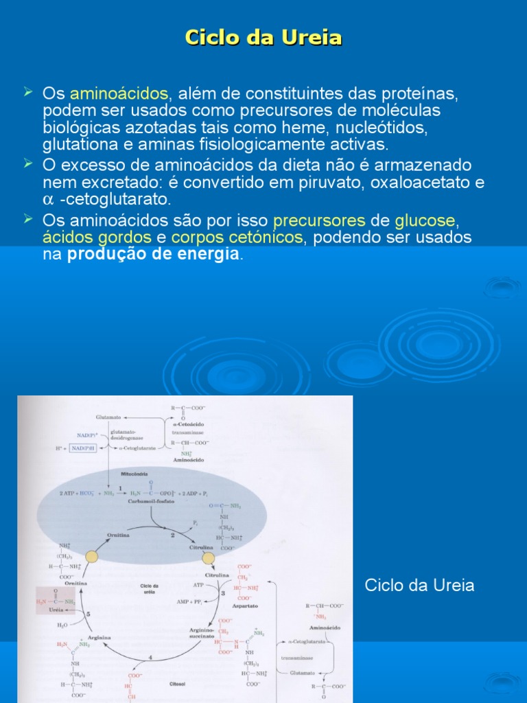 6-Ciclo Da Ureia | PDF | Ácido glutâmico | Aminoácido