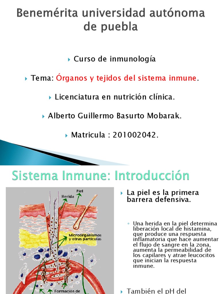 Organos y Tejidos Inmune | PDF | Linfocitos | Sistema inmune